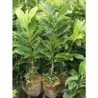 Anak pokok buah berangan | Shopee Malaysia