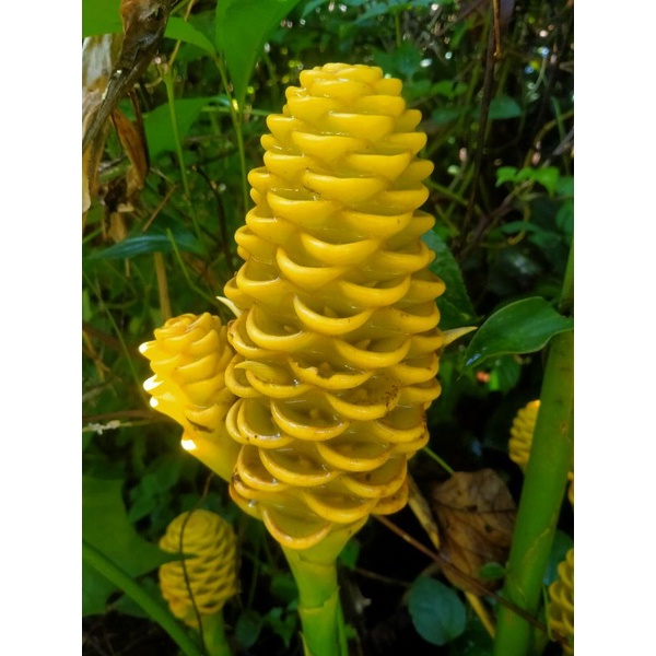 Humairaa Store, Online Shop | Shopee Malaysia