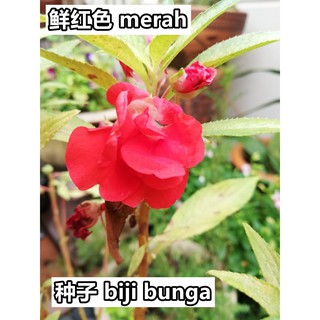 R/s现货-Seeds Flower Balsam impatiens 凤仙花指甲花种子 Biji Benih Pokok Bunga ...