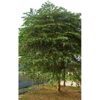 Daun Ceri Kampung Untk Perubatan Tradisional | Shopee Malaysia