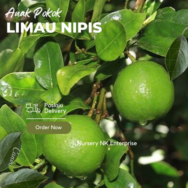 Anak Pokok Limau Nipis | Shopee Malaysia