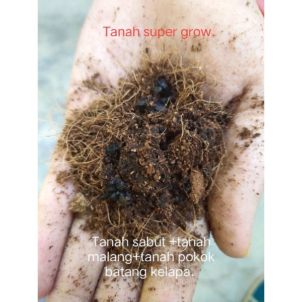tanah campuran/tanah malang/tanah sabut/tanah batang pokok kelapa/tanah ...