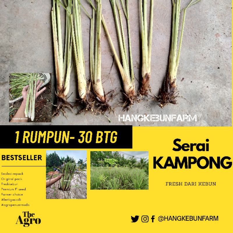 Benih Serai Kampung 1 Rumpun(+- 30 btg) Bau Padu Lemongrass | Shopee ...
