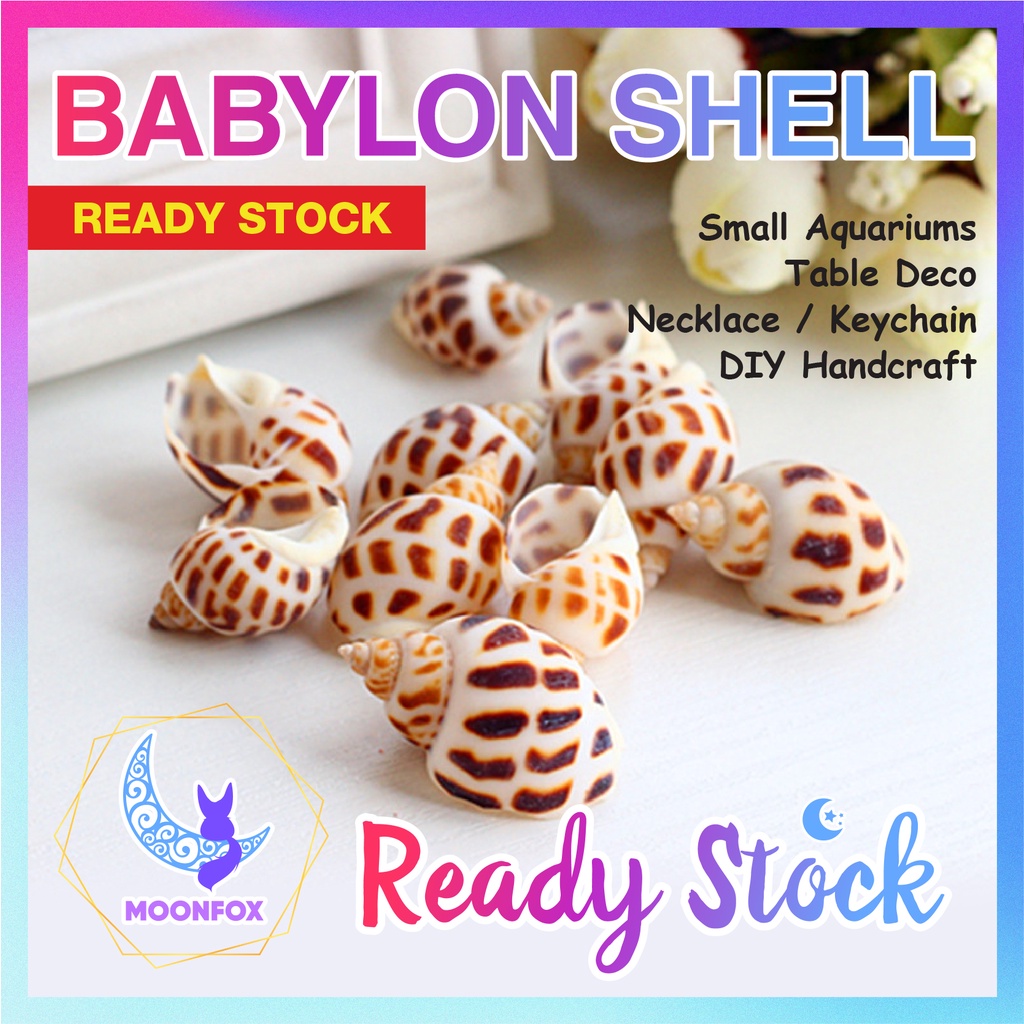 20pcs 2-4cm Natural Babylonia Babylon Shell conch Aquarium Seashell Ornament for Decor Necklace ...
