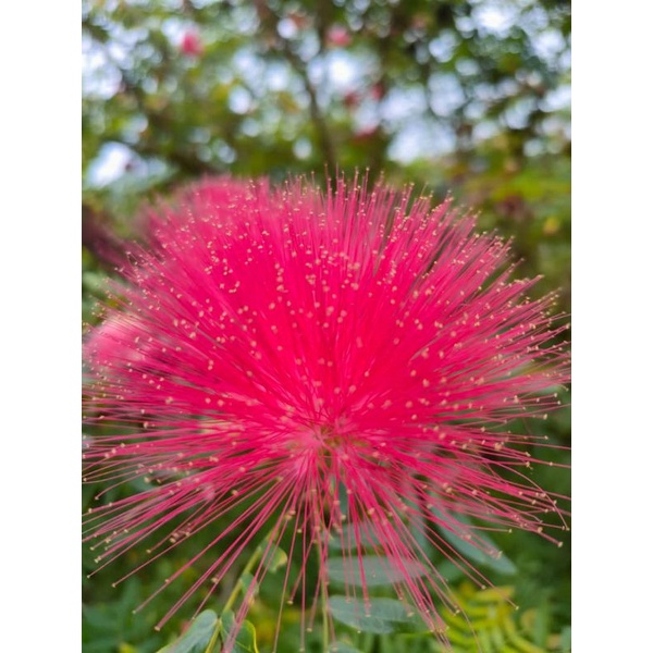 Pokok Bunga lebah, kelulut homestay.Calliandra sp daun petai ,bunga ...
