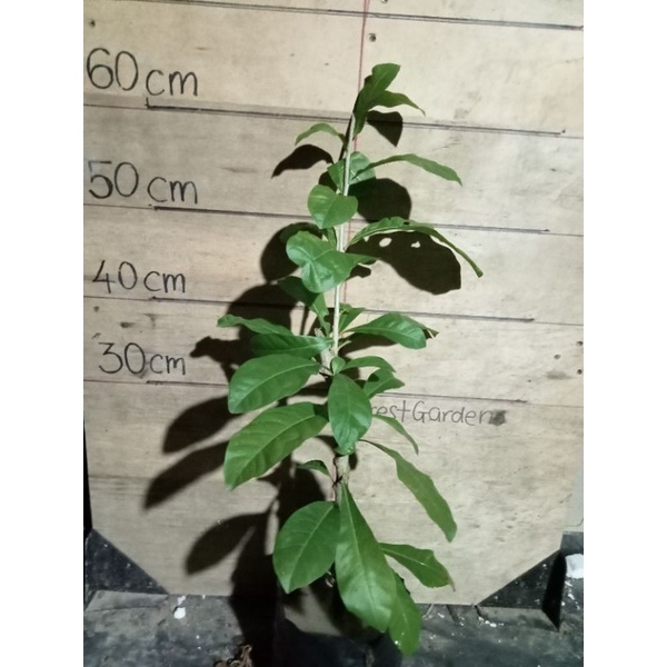 Pokok Labu Kayu / Maja / Delima Batu | Shopee Malaysia