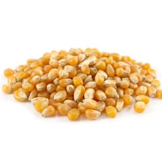 BERTIH JAGUNG POPCORN SEED | Shopee Malaysia