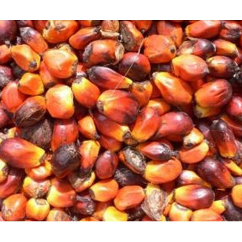 Banga Seed / Biji Kelapa Sawit {READY STOCK} | Shopee Malaysia