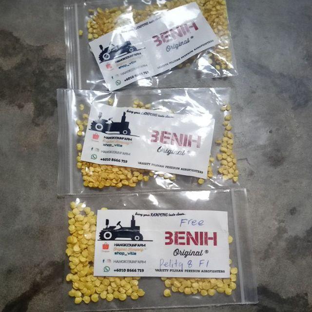 Benih Cili Bara Repack 300 biji Hot Chili Bara seed | Shopee Malaysia