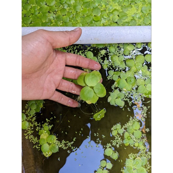 amazon frogbit floating plant | Shopee Malaysia