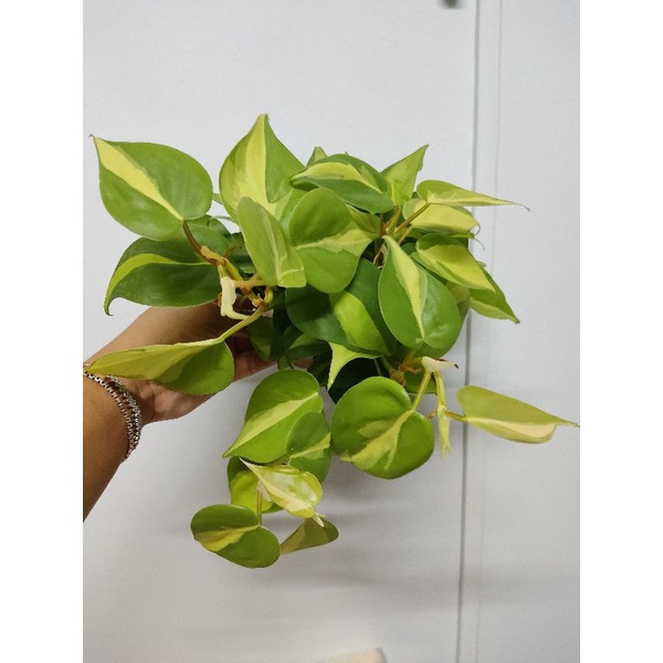 Scindapsus Pictus Marble Queen Brazil Golden Exotica Satin Pothos ...