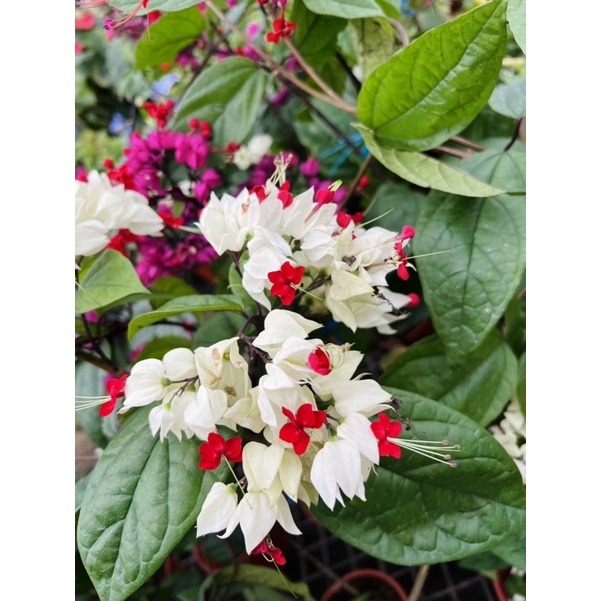 Anak Pokok Air Mata Duyung | Shopee Malaysia