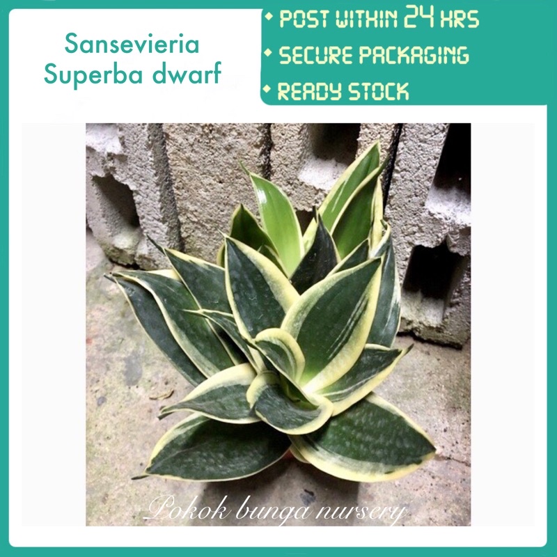 PBN - sansevieria superba dwarf - pokok bunga nursery lidah jin snake ...