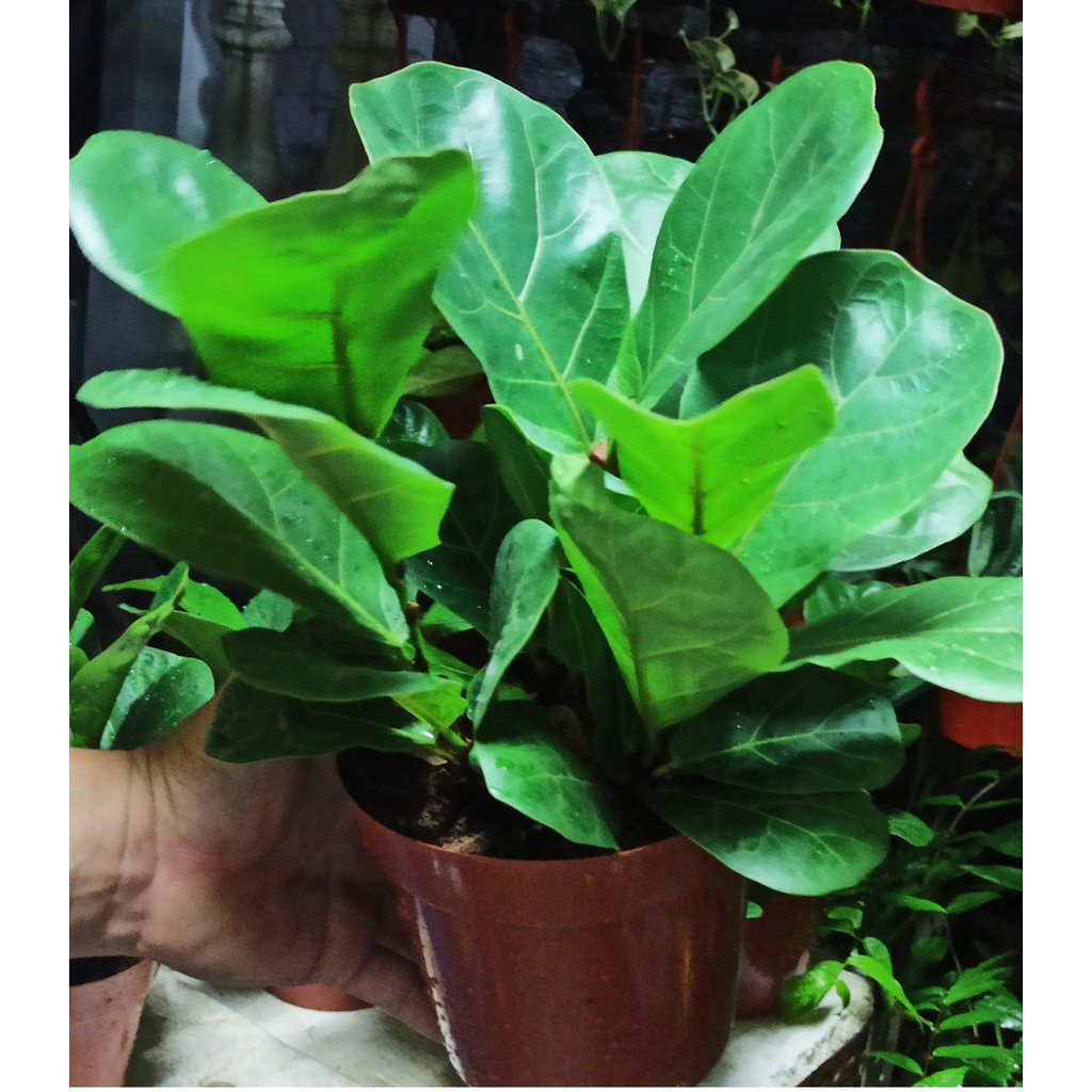 Real Plants Fiddle Leaf Fig Ficus Lyrata Pokok Fig Indoor Plants Pokok ...