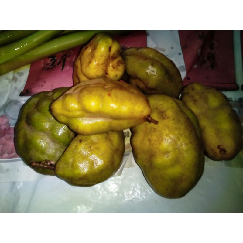 biji benih buah nam nam/biji benih buah katak puru | Shopee Malaysia