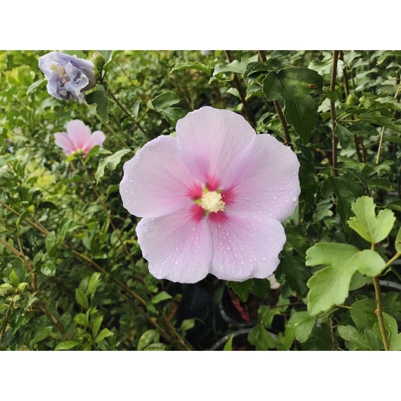 Pokok Bunga Raya Carnation SOFT PURPLE / UNGU LEMBUT | Shopee Malaysia