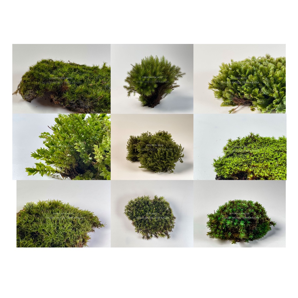 LUMUT HIDUP SPECIAL /RARE MOSS/SPECIAL MOSS SAMPLE KIT FOR BEGINNERS ...