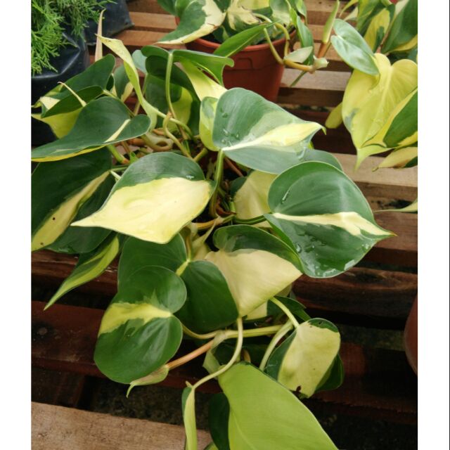 Money plant Brazil Pothos indoor plant | Shopee Malaysia