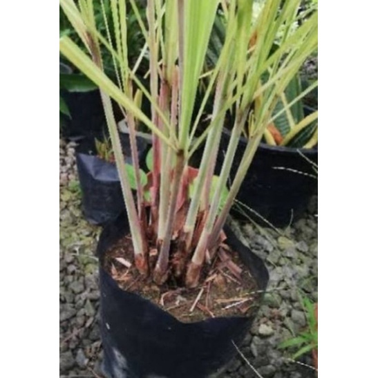 anak pokok serai wangi poly beg | Shopee Malaysia