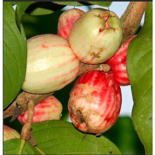 Pokok Jambu Ball // Jambu keling - Biji Benih | Shopee Malaysia