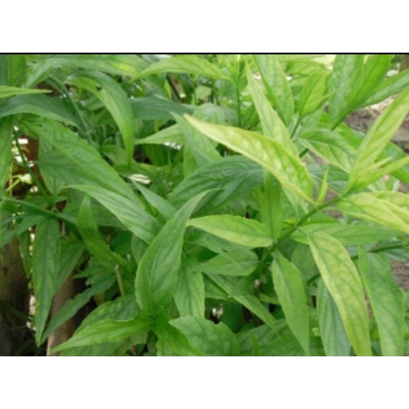 BENIH POKOK BELALAI GAJAH | Shopee Malaysia