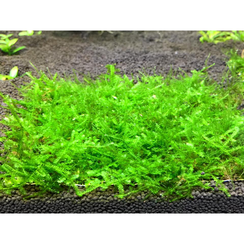 Java Moss / Vesicularia dubyana Aquatic Plant | Shopee Malaysia
