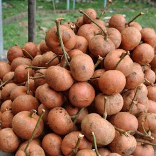 Anak Pokok Tampoi Pokok Rare Buah Lebat | Shopee Malaysia