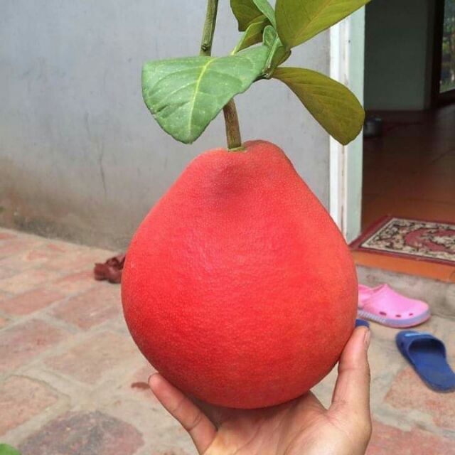 Red pamelo vietnam grafting/Limau kulit merah | Shopee Malaysia