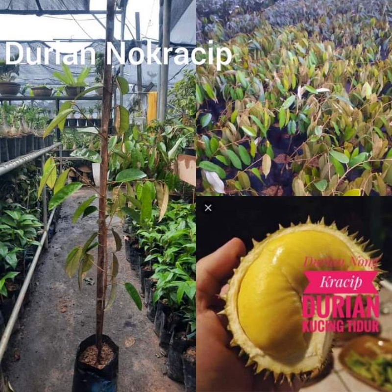 Anak pokok durian nok kracip (durian kucing tidur) | Shopee Malaysia