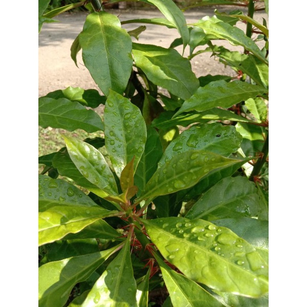Anak Pokok Jarum Tujuh Bilah / Ready Stock | Shopee Malaysia
