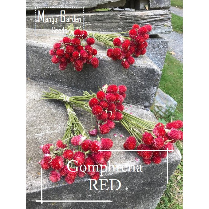 Red Gomphrena Flower Seeds - 100 seed *Pot Friendly* Tanam Pasu, Benih ...