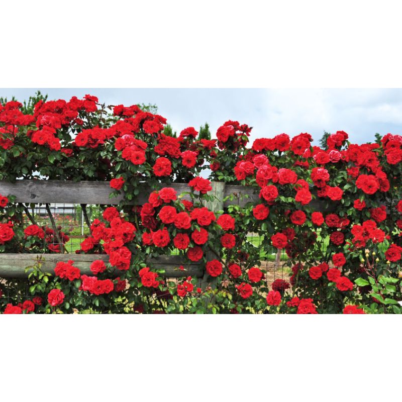 ZM Pokok Bunga Ros Menjalar Merah / Climbing Rose Red Cascade | Shopee ...