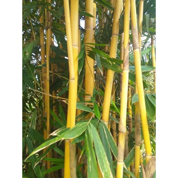 Pokok Buluh Lemang Raja / Lemang Kuning / Schizostachyum brachycladum ...