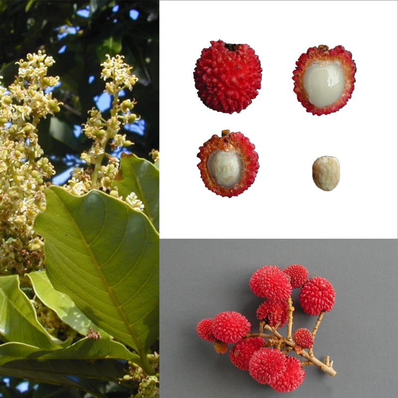Anak Pokok Pulasan Hybrid | Shopee Malaysia