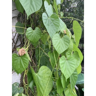 Akar Bakawali @ Akar Seruntun untuk baby kuning / Ubat putus susu badan ...