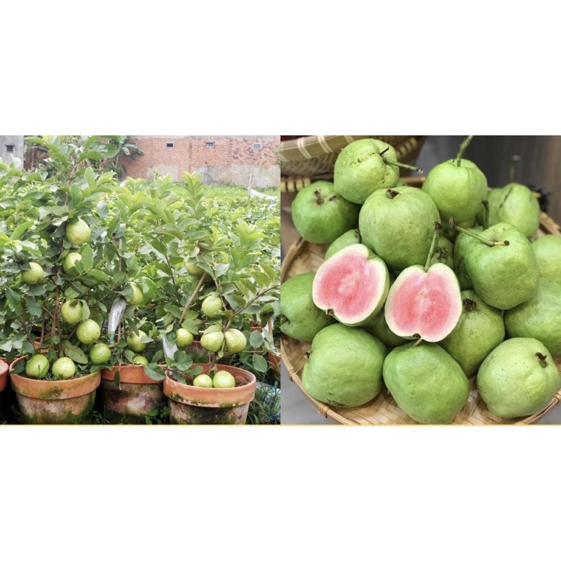 Anak Pokok Red Guava Seedless / Pink Guava / Jambu Batu Merah Taiwan ...
