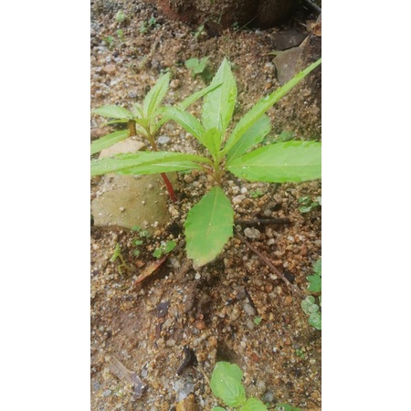 anak pokok bunga warna merah cili | Shopee Malaysia