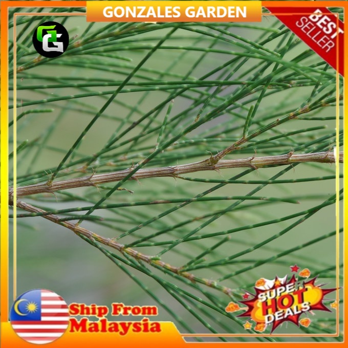 Anak Pokok Rhu Pantai Pokok Stabil | Shopee Malaysia