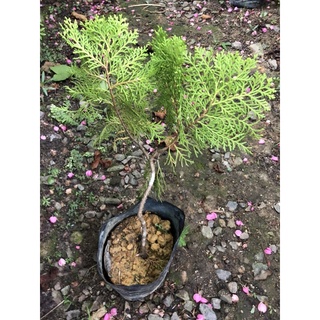 PBN - thuja pine - pokok bunga nursery oriental arbor vitae Chinese ...