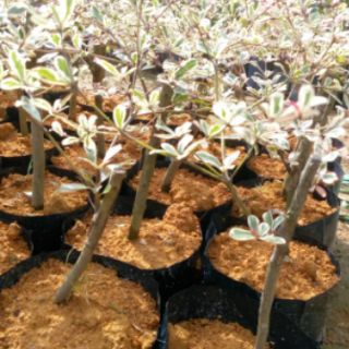 Anak Bucida Hibrid Putih / Batik / Variegated / White Molineti (Pokok ...