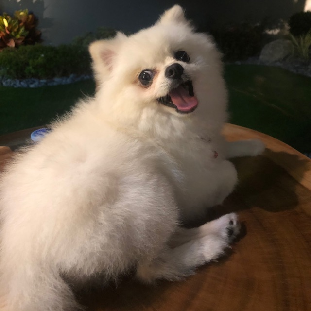 Dorcy&Co Pets, Online Shop | Shopee Malaysia