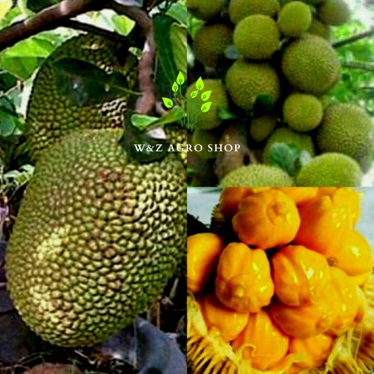 Pokok Cempedak Durian Hybrid (EXPRESS SHIPPING) | Shopee Malaysia