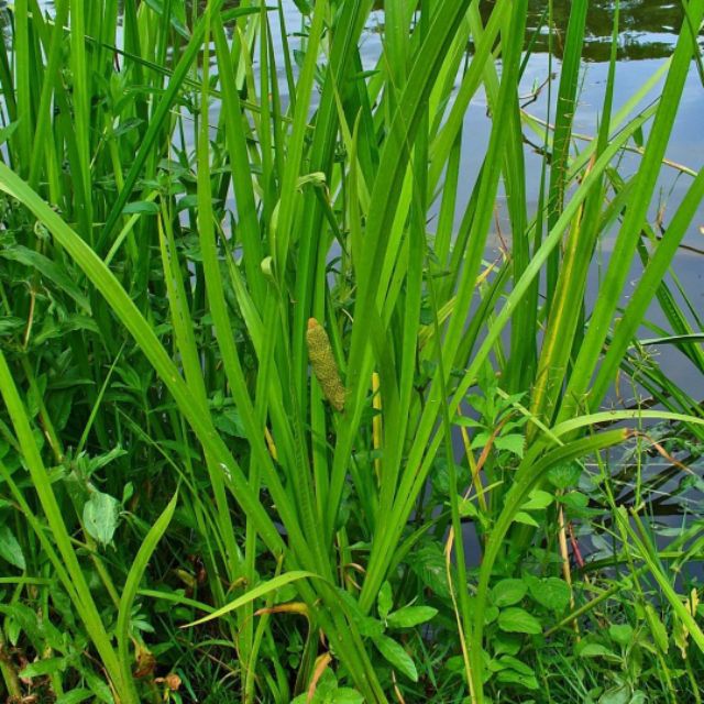 Jerangau putih ( dhntar tnpa tanah ) | Shopee Malaysia