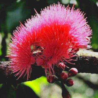 Anak Pokok Buah Jambu Bol / Bola / Keling / Jambu Kayu | Shopee Malaysia