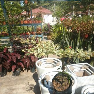 (READY STOCK) BUCIDA BATIK, POKOK HIDUP BUCIDA, LIVE PLANT, HIASAN ...