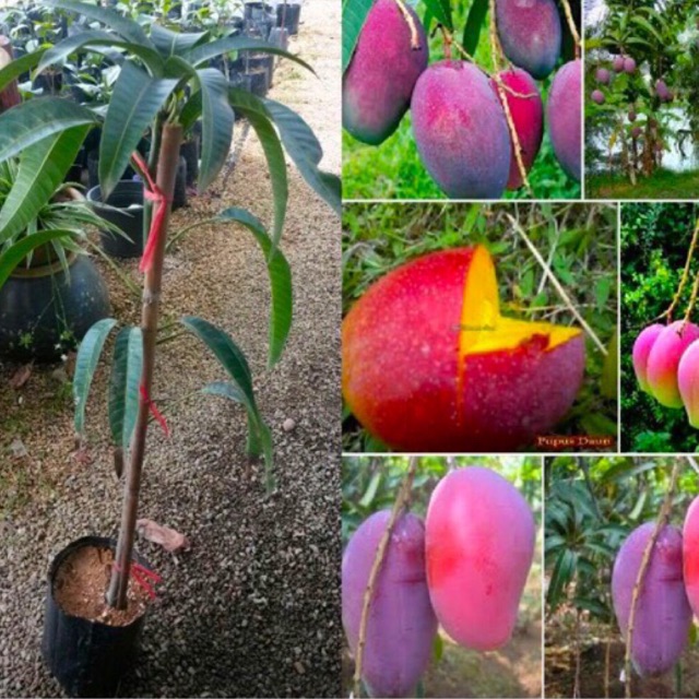 Mangga irwin / pokok mangga irwin / mangga erwin cepat berbuah / mangga ...