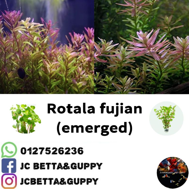 aquascape plant- Rotala Fujian (emerged)(duan darat) | Shopee Malaysia