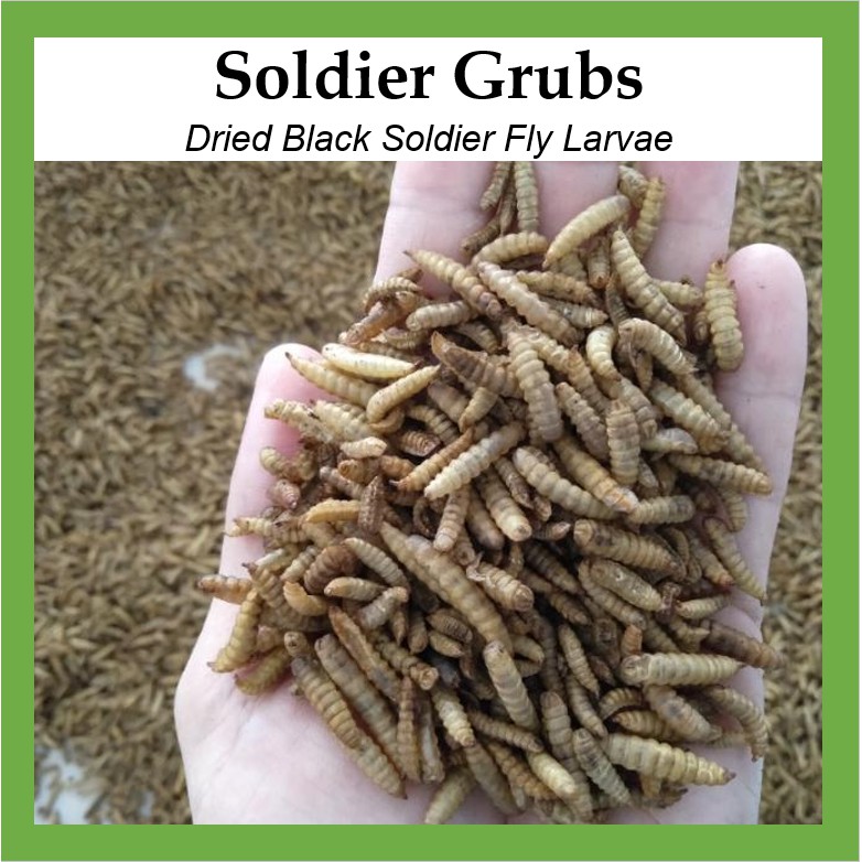 100g Dried BSF Larvae | Black soldier fly worm | Mealworm Alternative ...
