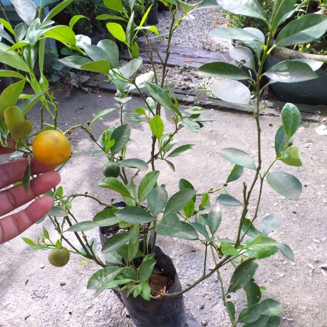 Pokok limau kasturi, nipis, purut,lemon. Tinggi 1kaki. Berbuah | Shopee ...