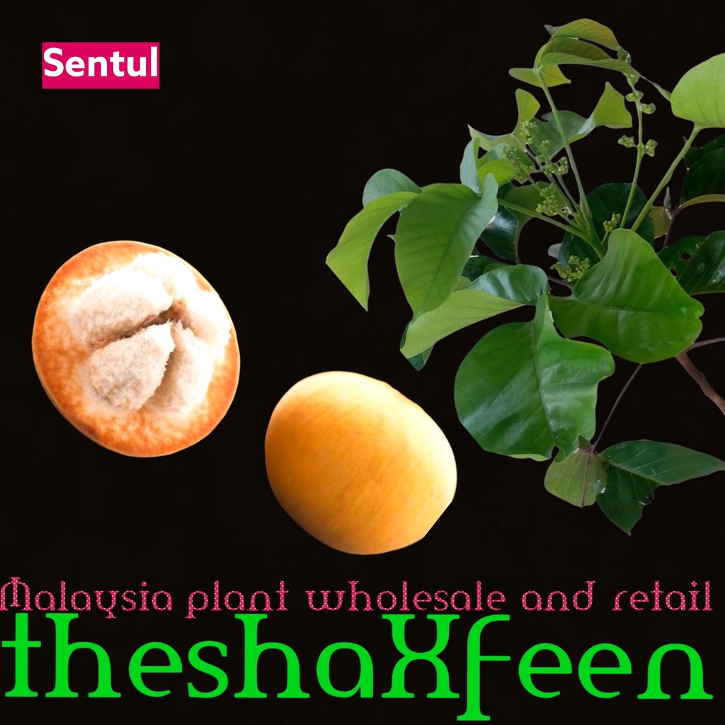 Pokok sentul theshaxfeen | Shopee Malaysia
